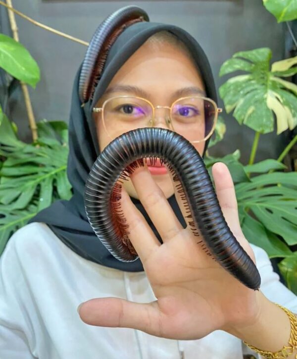 Gadis cantik ini bela ulat gonggok gergasi, mesranya lain macam, siap ...