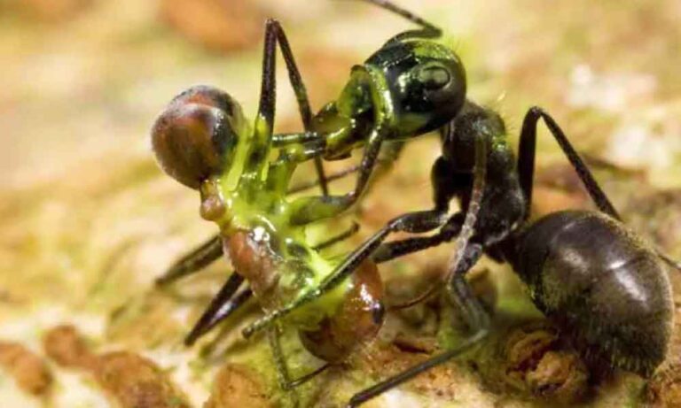 Kenali semut 'kamikaze' letupkan diri sendiri, saiz rahang 4 kali lebih ...