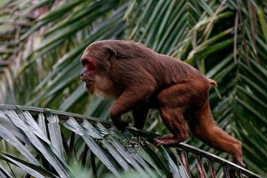 Merahnya muka beruk kentoi, primat hanya di Perlis ini rupanya alami ...