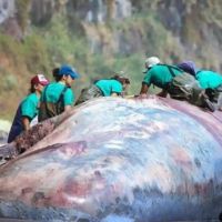 Perut ikan paus simpan emas bernilai RM2.5 juta, dah macam peti besi