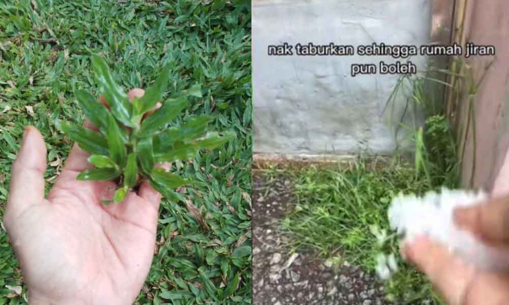 Tak perlu rimas lagi dengan rumput keliling rumah, ini cara paling ...