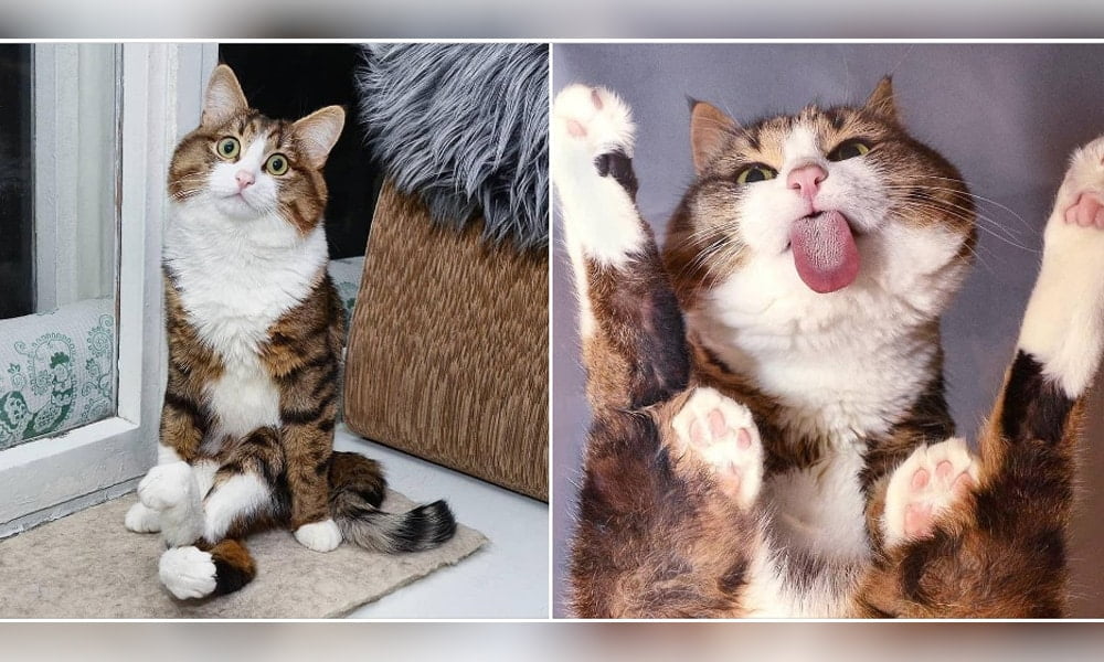 Ini makna sebenar kucing comel, siapa sangka Rexie hanya ada dua kaki saja