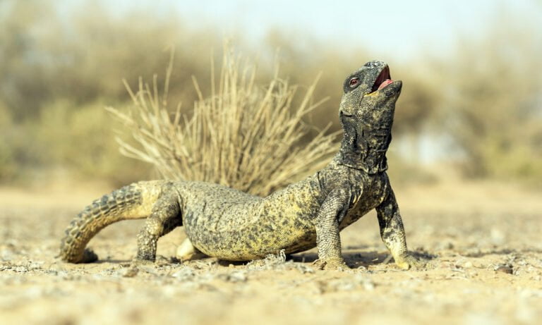 Terkenal sebagai minyak penguat tenaga batin, ini fakta menarik tentang ...