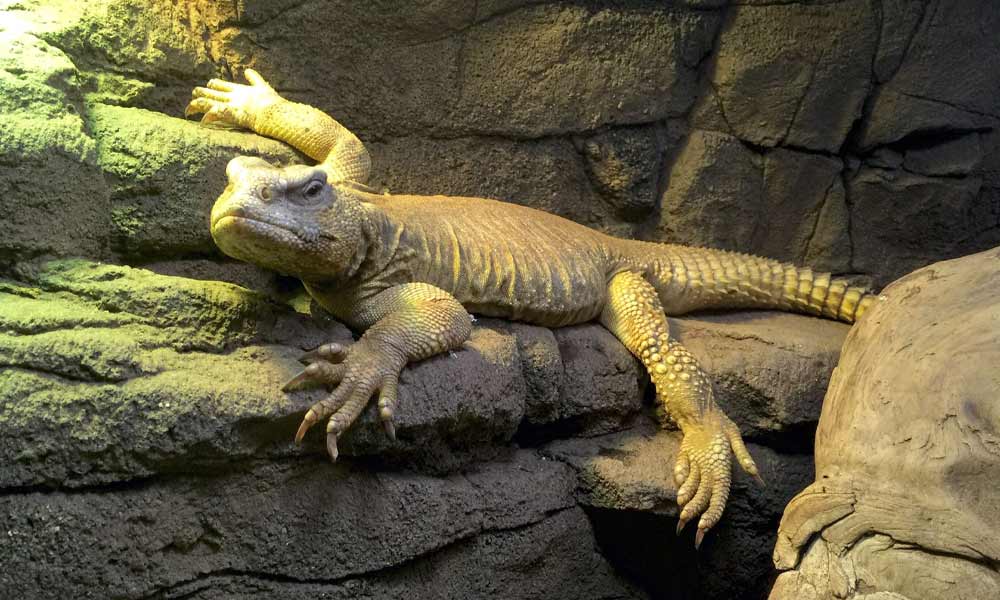 Terkenal sebagai minyak penguat tenaga batin, ini fakta menarik tentang ...