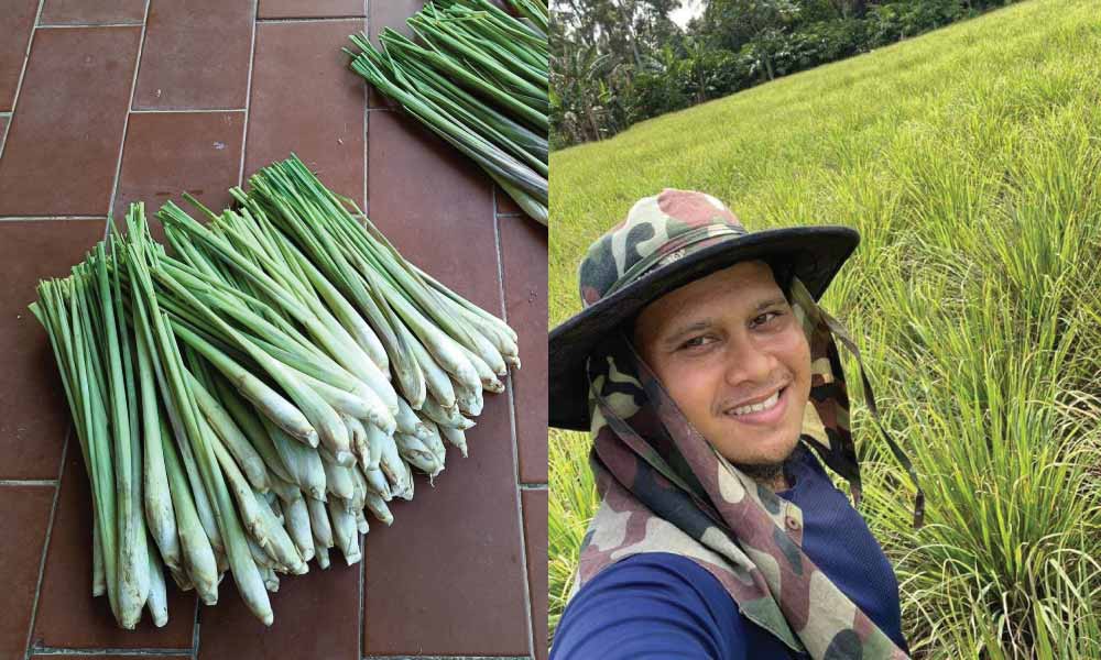 Ini teknik dan cara mudah tanam serai supaya subur