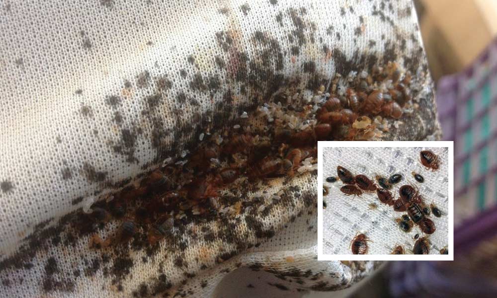 Memang stress tengok pepijat bersarang di tilam, ini cara paling mudah ...