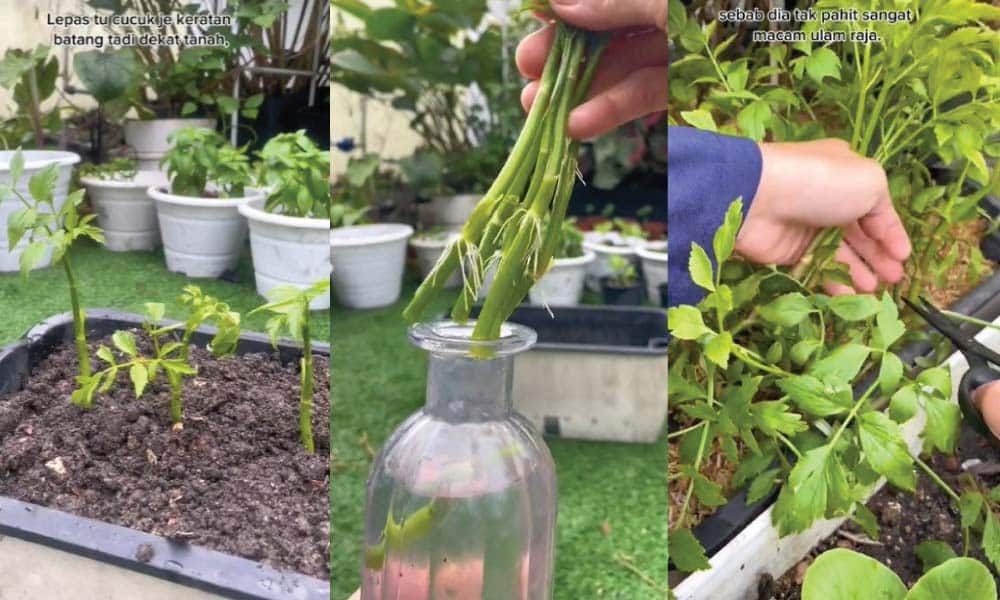 Senang rupanya tanam pokok selom, daun ulam ini pun banyak khasiat