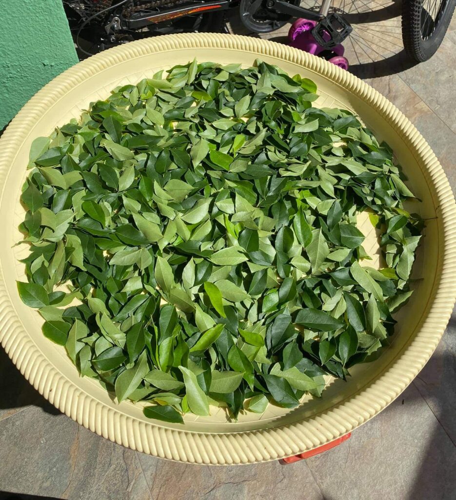 Daun kari cepat rosak letak dalam peti, ini cara simpan yang betul ...