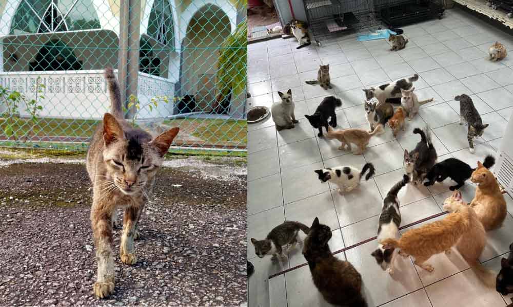 'Mungkin itu asbab bantu ke syurga kelak' - Ini nasihat papa pencinta ...