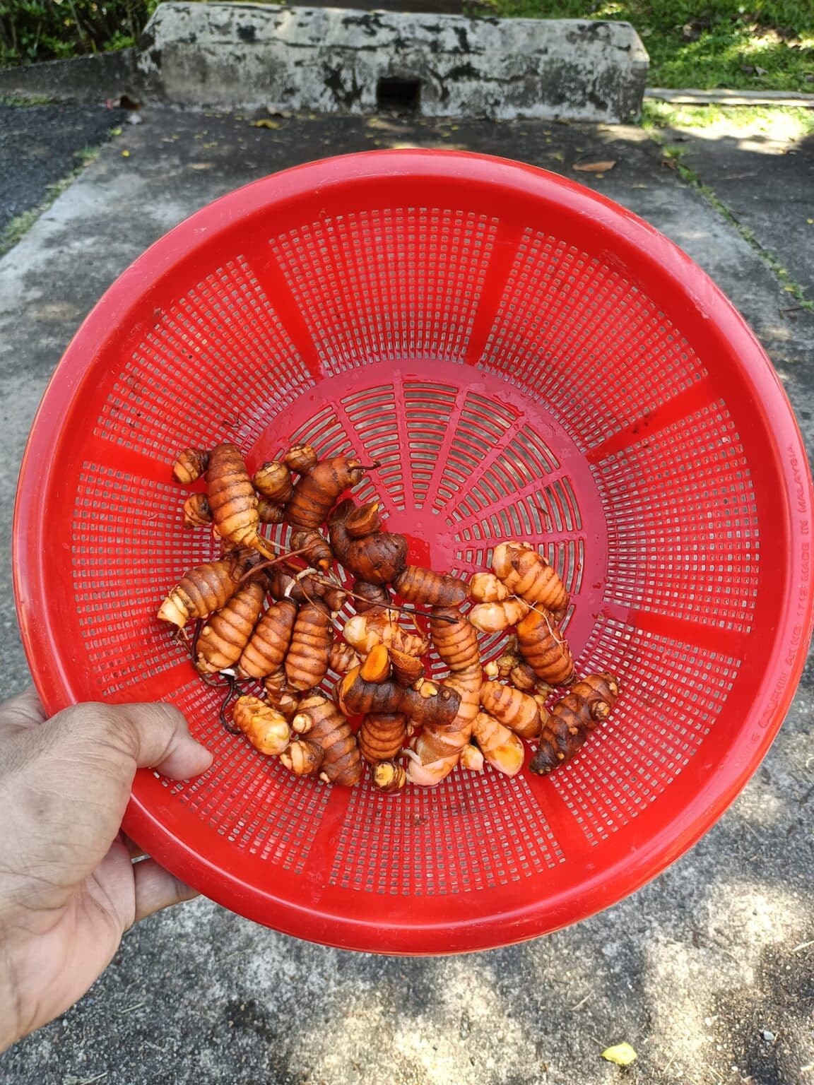 Tanam pokok kunyit kena ada caranya, barulah menjadi dan ubi besar - besar