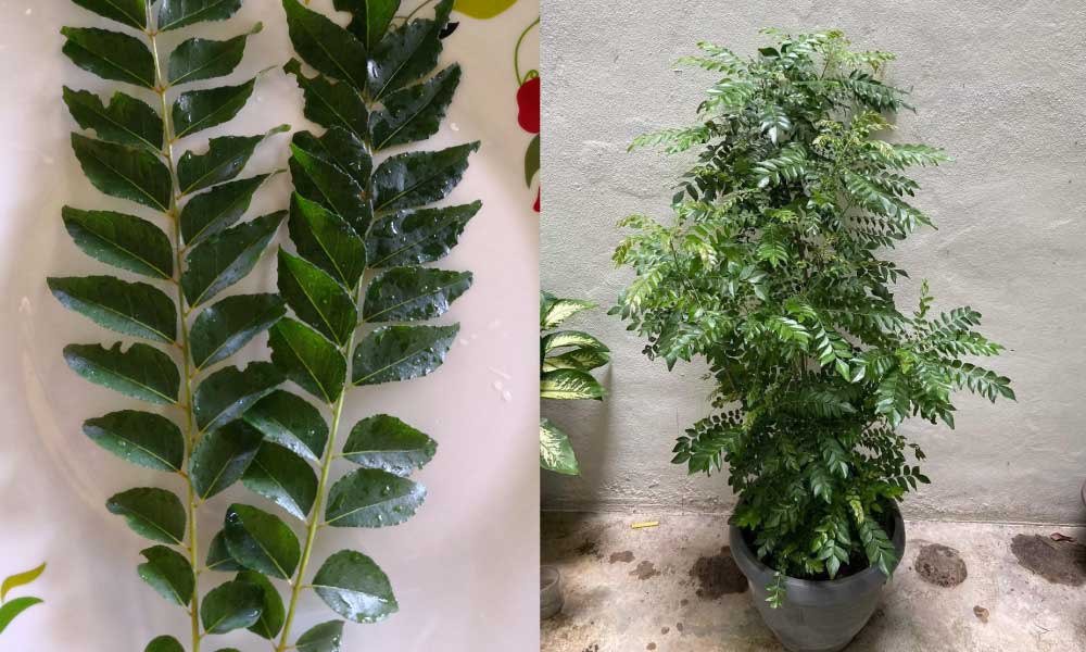 Bantu rawat mata, 'confirm' ramai berlumba tanam lepas tahu khasiat ...