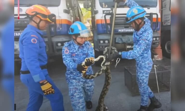 Kejar ular tengah malam tapi rupanya... - Anggota muda APM ini cerita ...