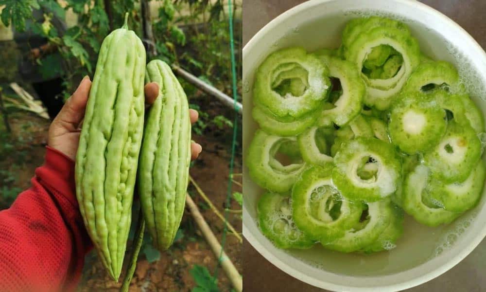 'Manisnya' peria penawar penyakit