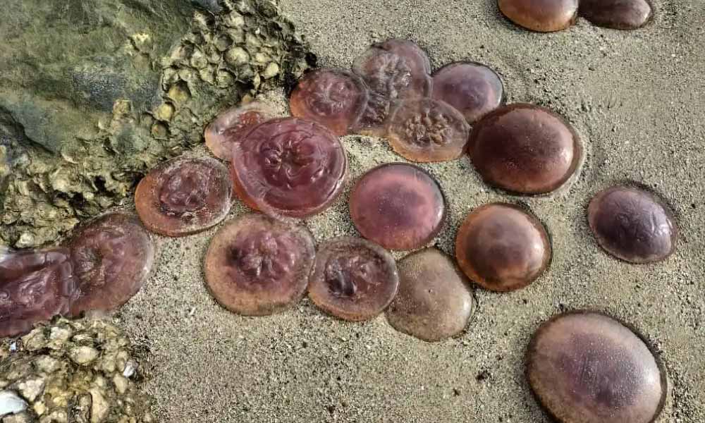 Obor-obor tomato mendarat di sepanjang pantai Sabah